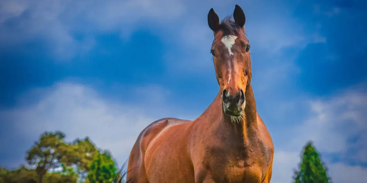 Unveiling the Golden Element: The Vital Role of Copper in the Equine ...