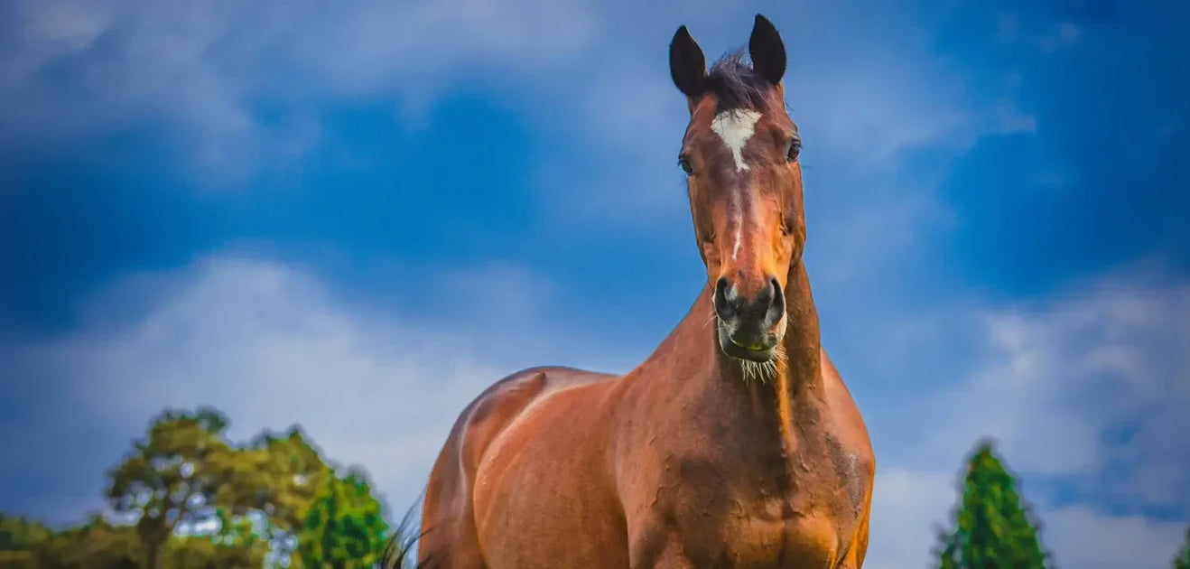 Unveiling the Golden Element: The Vital Role of Copper in the Equine ...