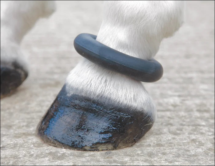 Fetlock Ring - Shires - £8 - TRI Equestrian NI