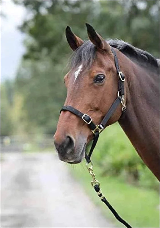 Shires Control Headcollar - Shires - £16.20 - TRI Equestrian NI